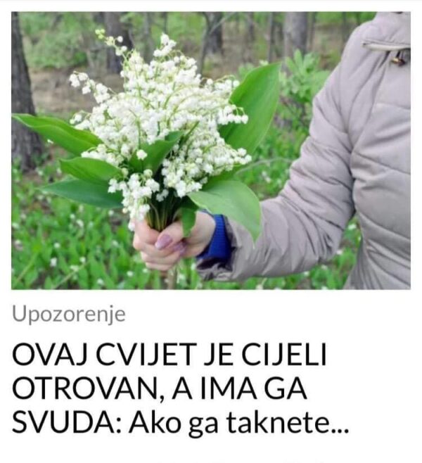 OVAJ CVIJET JE CIJELI 0TROVAN, A IMA GA SVUDA: Ako ga taknete ...