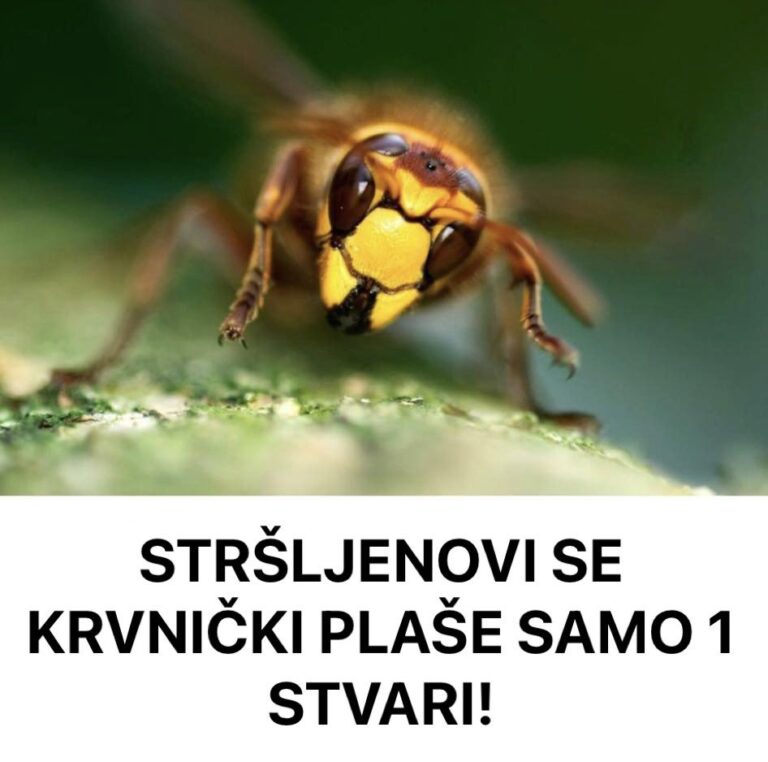 STRŠLJENOVI SE KRVNIČKI PLAŠE SAMO 1 STVARI: Prava je KLOPKA za njih ...