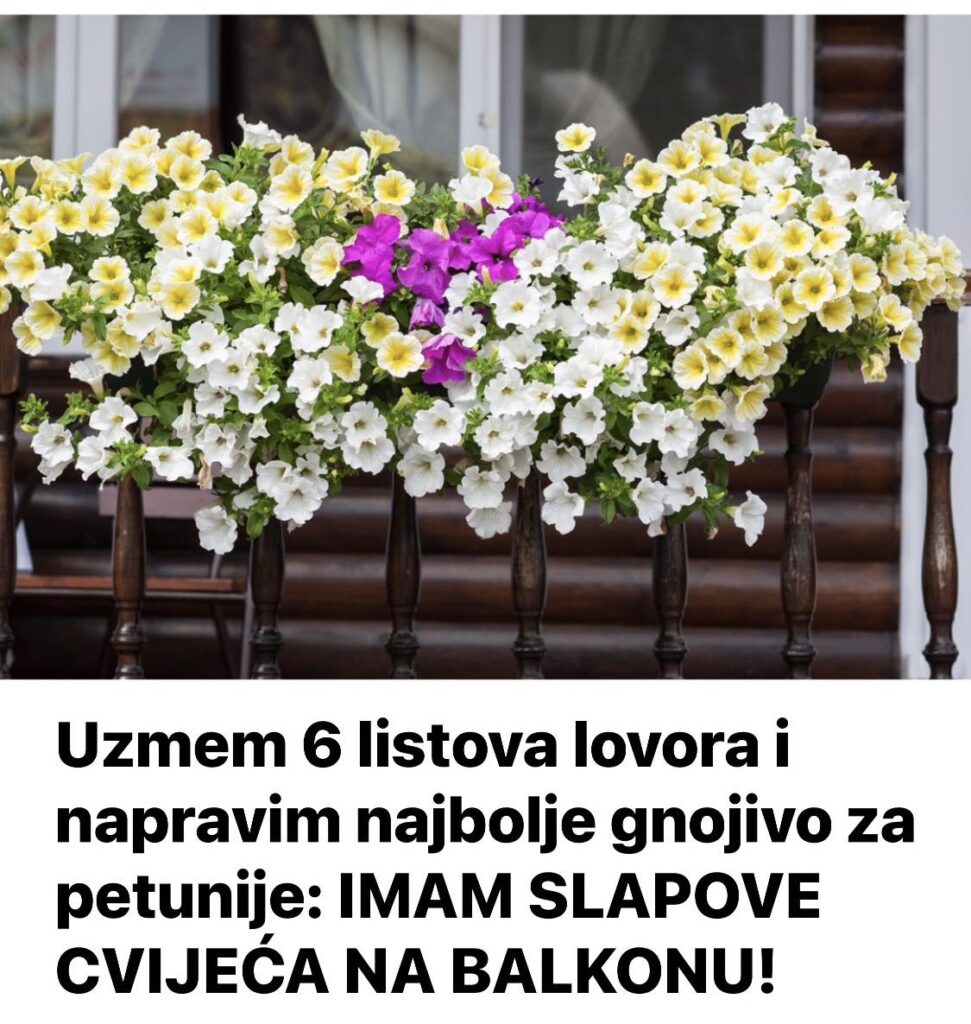 Uzmem 6 listova lovora i napravim najbolje gnojivo za petunije: IMAM ...