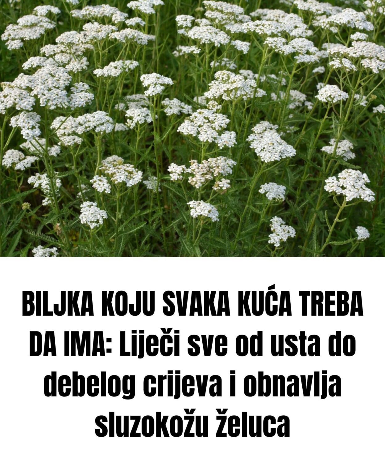 BILJKA KOJU SVAKA KUĆA TREBA DA IMA: Liječi sve od usta do debelog ...